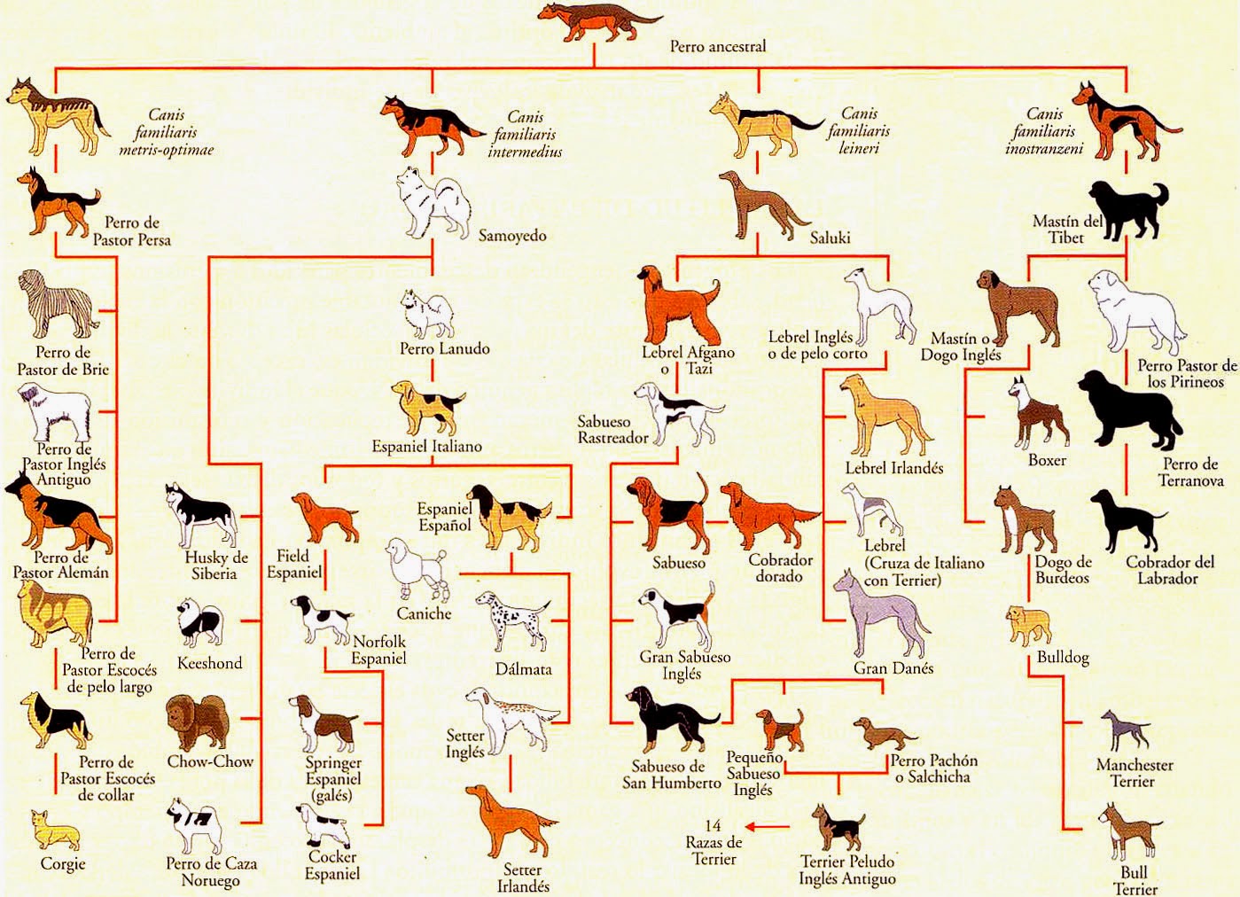 Evolución del perro ancestral a las razas actuales