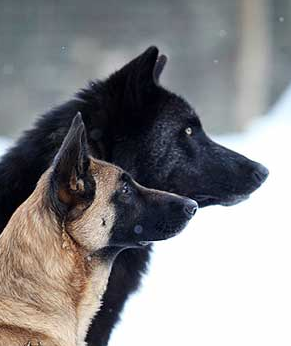 El origen de nuestras mascotas